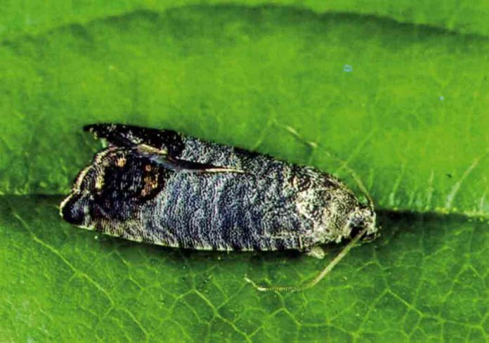 Senasa capacitará sobre monitoreo de Carpocapsa en la región patagónica ...